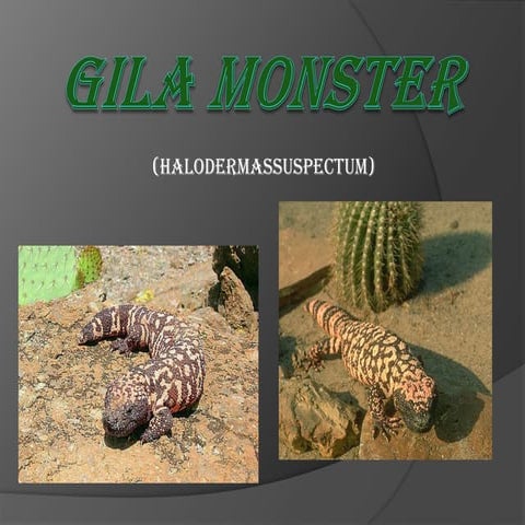 Gila monster | PPSX