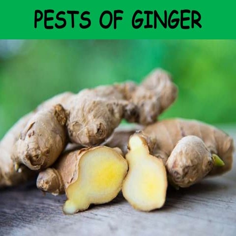 Ginger.pptx