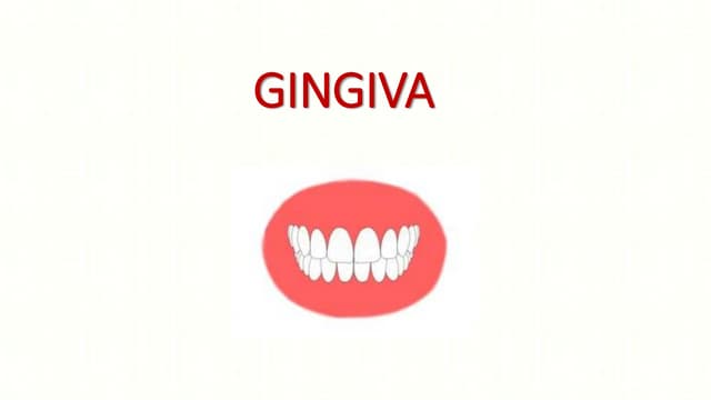Histology of Gingiva | PPTX