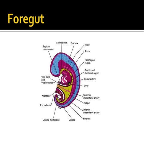 GI presentation embryo | PPT