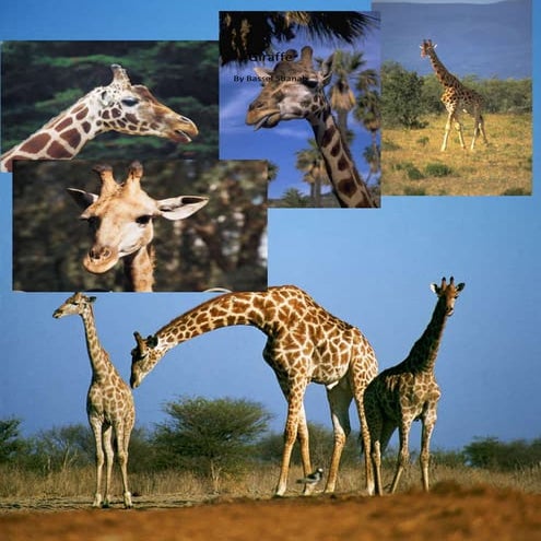 Giraffe | DOCX