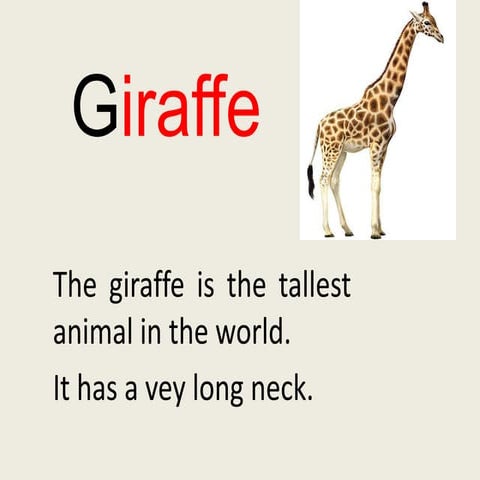 Giraffe | PPT