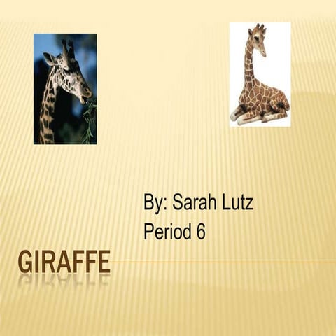 Giraffe | PPT