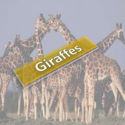 Giraffes | PPT