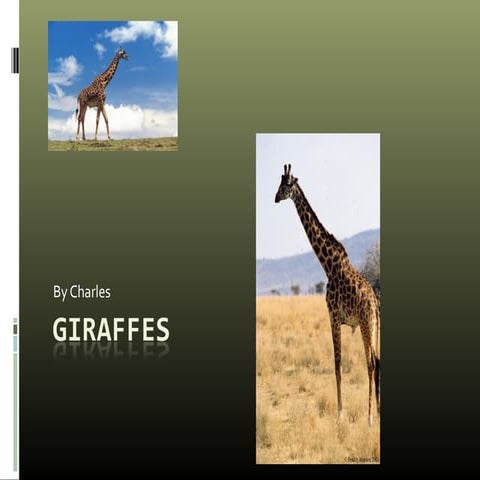 Giraffes p3[1] | PPT