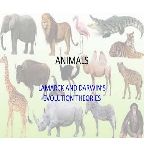 Giraffes Lamark vs Darwin | PPTX