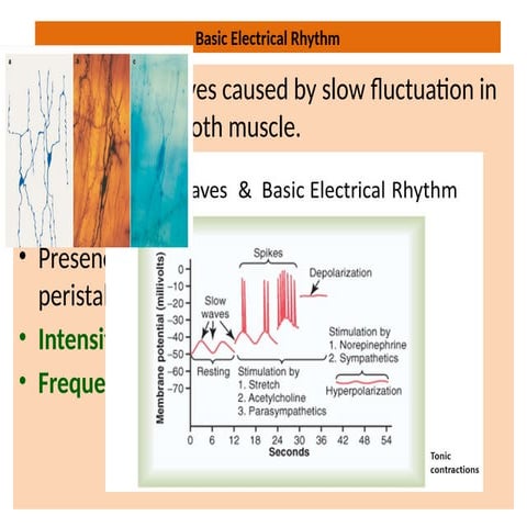 aspects of GIT - vomiting, BER and hunger contractions.pptx