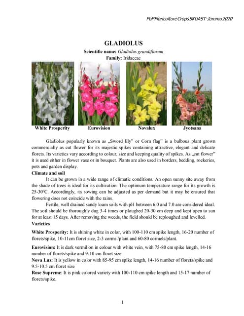 PROTECTED CULTIVATION OF ROSES | PPT