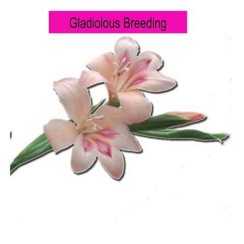 Gladiolous breeding for the benefit of teachers | PPT