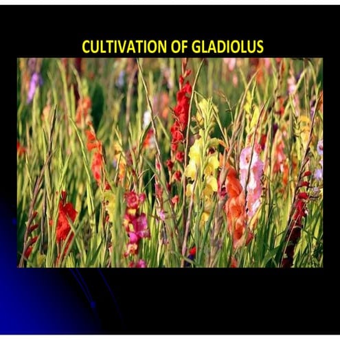 gladiolus ppt.pdf about the gladiolus o | PDF