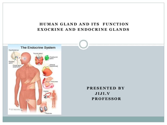 Endocrine System Anatomy | PPTX