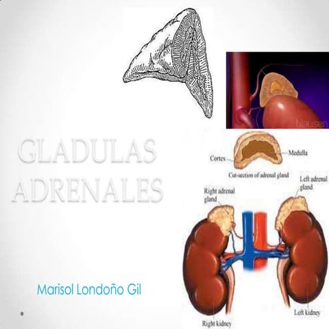 Glandulas adrenales | PPTX