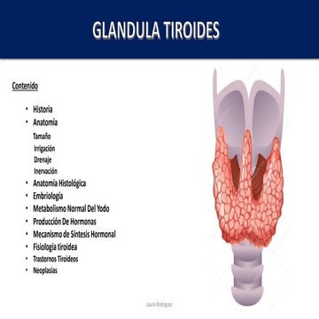 Anatomía De La Glándula Tiroides
