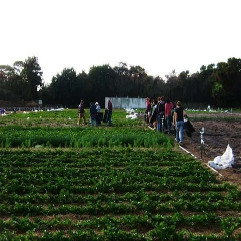 Gleaning Slideshow | PPT