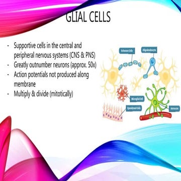 Glial cells final group presentation | PPTX