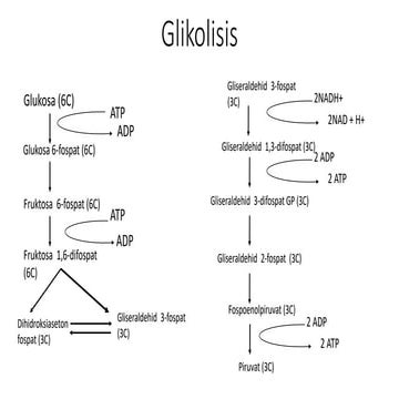 Glikolisis | PDF