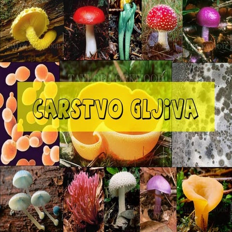 Gradja biljaka | PPTX