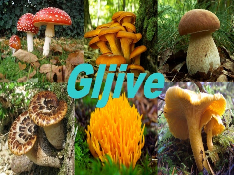 Jestive i otrovne gljive