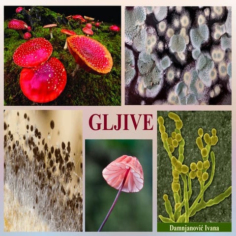 Gljive | PPT