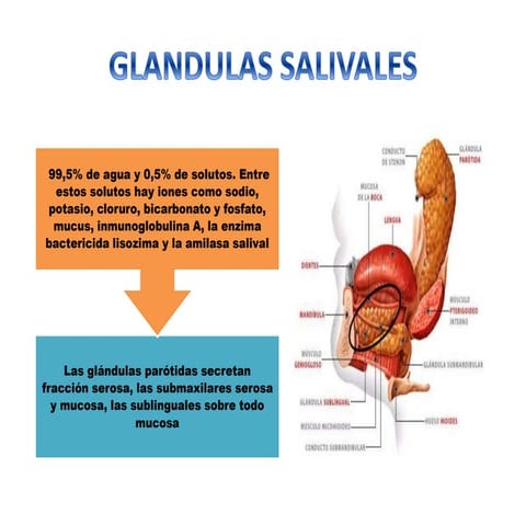 Diagrama De Glándulas Salivales Glándulas Salivales: Anatomía