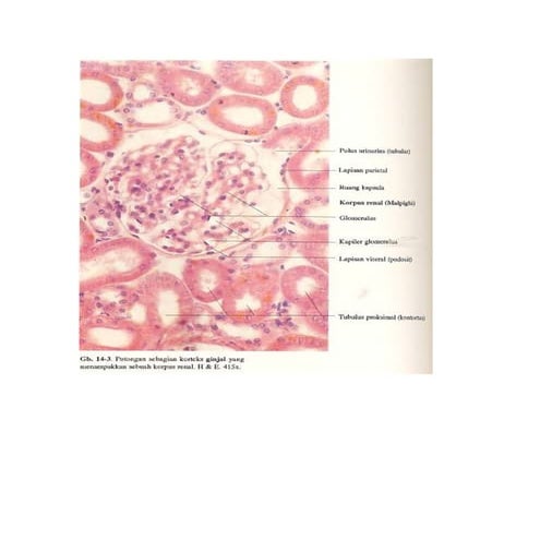 Glomerulus | DOC