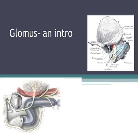 Glomus anatomy n intro | PPTX