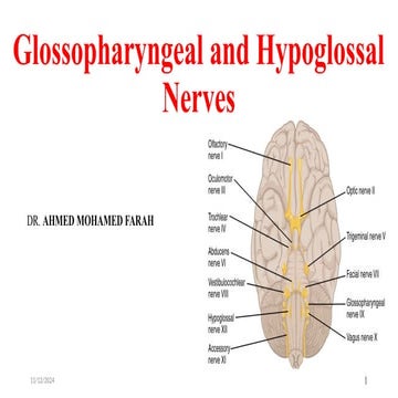 Glossopharyngeal and Hypoglossal Nerve.pptx | Ear, Nose and Throat Conditions | Diseases and ...