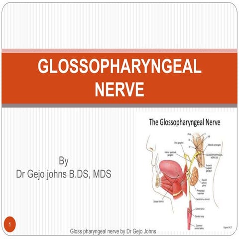 The Glossopharyngeal nerve-170820141107pdf | PPT