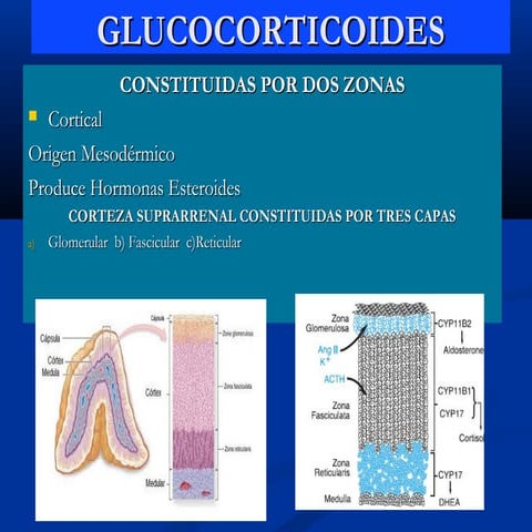 Glucocorticoides | PPT