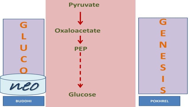 Gluconeogenesis Animation