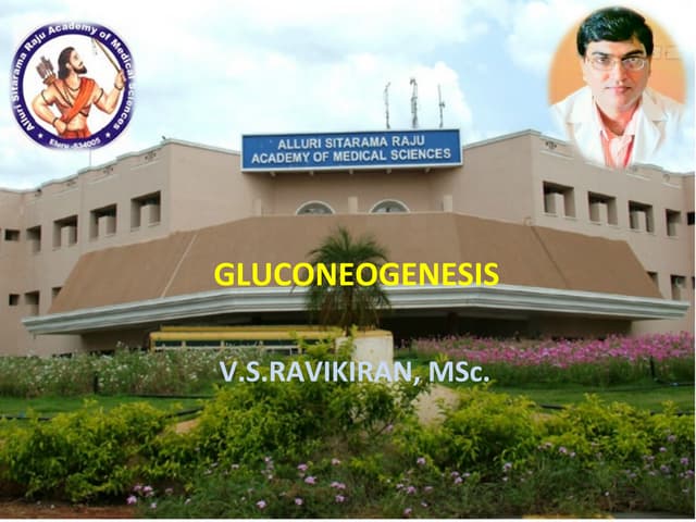 Gluconeogenesis - The Pathway and Regulation | PDF