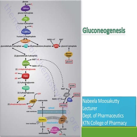 Gluconeogenesis Biochemistry Second Semester B.Pharm | PPTX