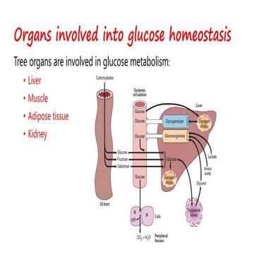 Glucose metabolism.pptx