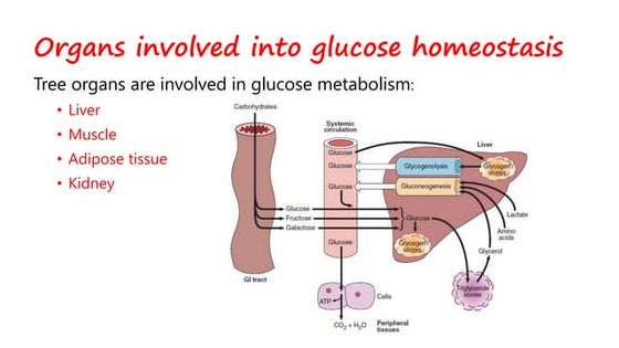 Regulation of blood glucose levels in body | PPT