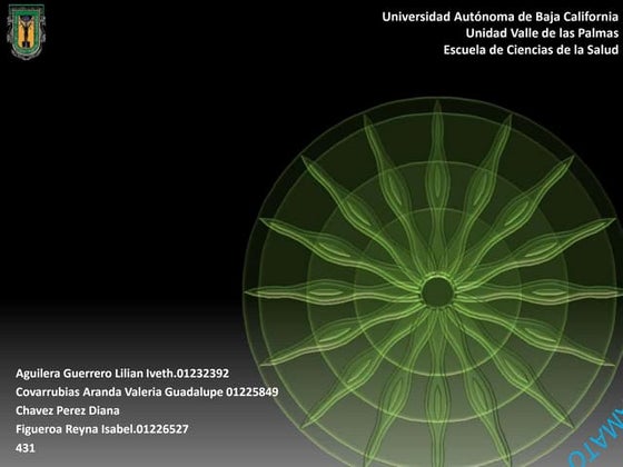 Recommendation Letter_Orah, Ariel-3 | PDF