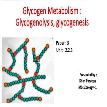 glycogen metabolism.pptx