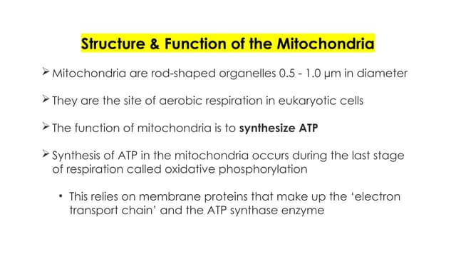 Mitochondria (introduction function & Structure) | PPTX