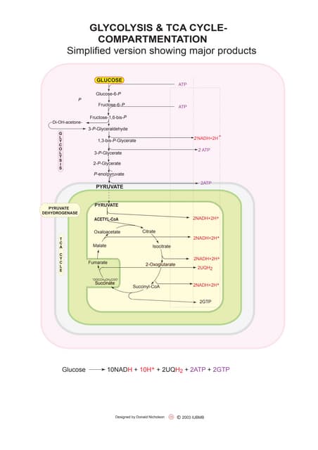 Photosynthesis in chloroplast poster | PPT