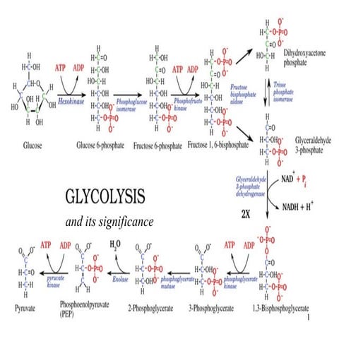 Glycolysis Pathway: Key Concepts in Biochemistry | PPT