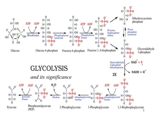 Uronic Acid Pathway : Steps and Significance | PPTX