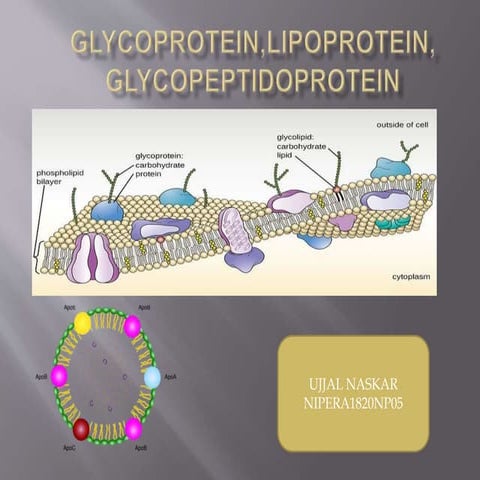 Glycoprotein Diagram