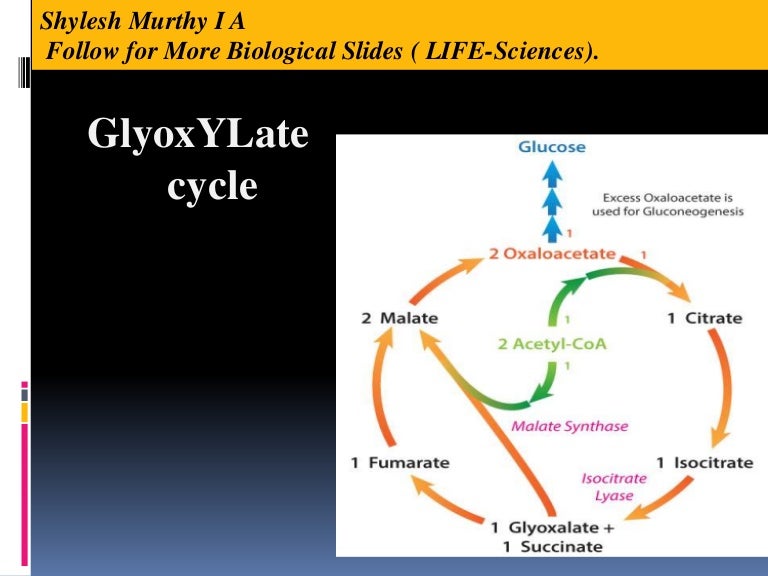 Glyoxylate cycle PATHWAYS REACTION