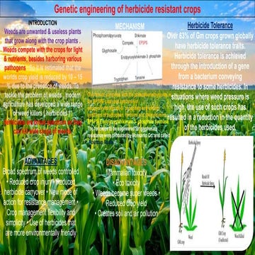 Gm crops | PPTX