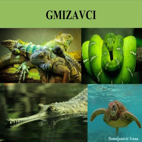 Gmizavci | PPT