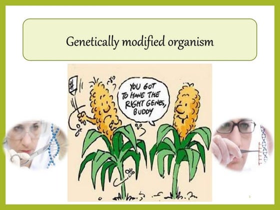 Genetically Modified Organism.ppt