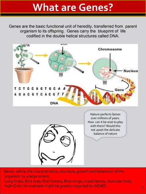 STS - gmo | PPT