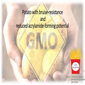 Gm potato | PPTX