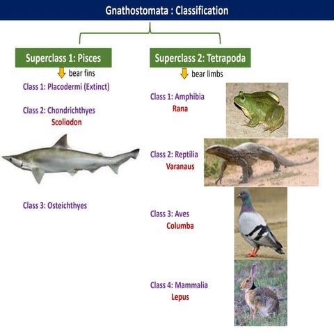 Gnathostomata.pptx. with general characters & classification for bsc ...