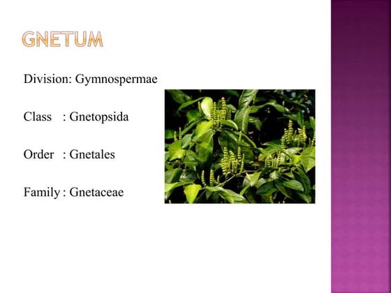 Sexual Reproduction in Flowering Plants (Part I) | PPT