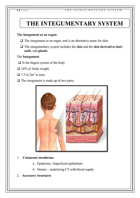 The integumentary system | PPTX